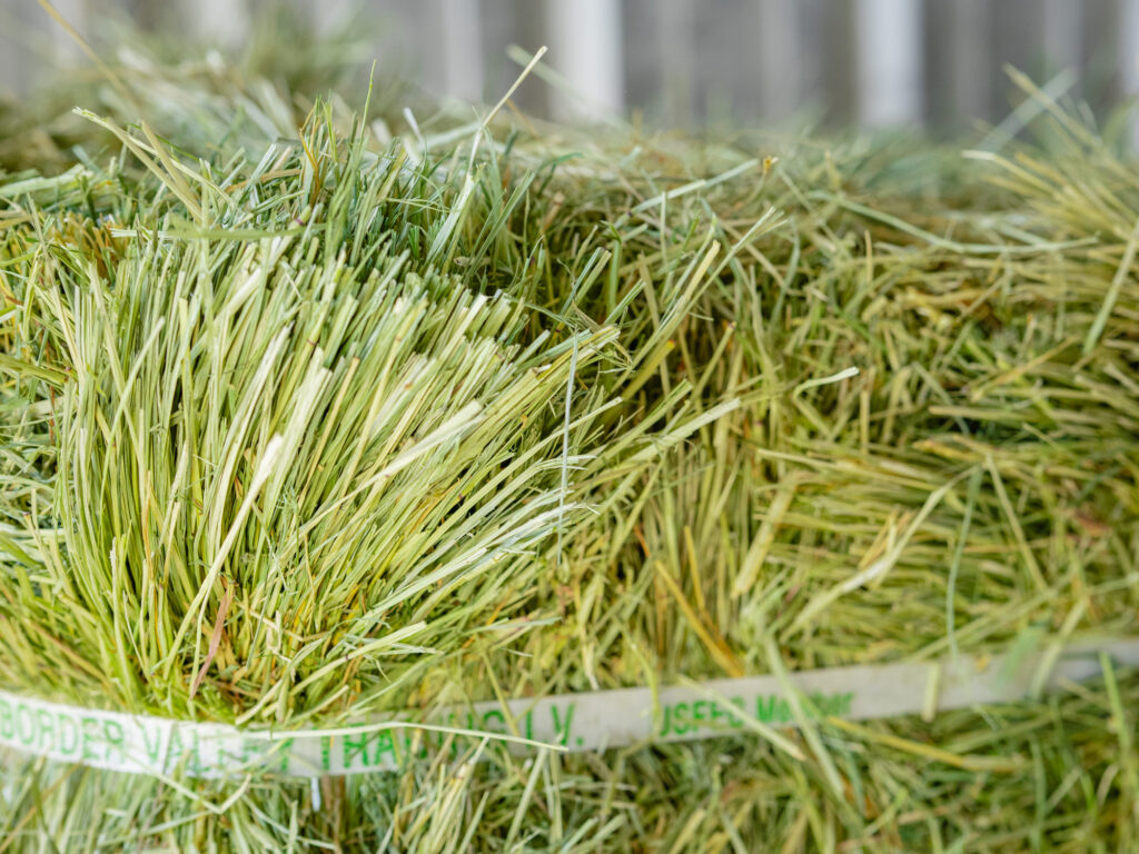 Teff Grass - Border Valley Trading